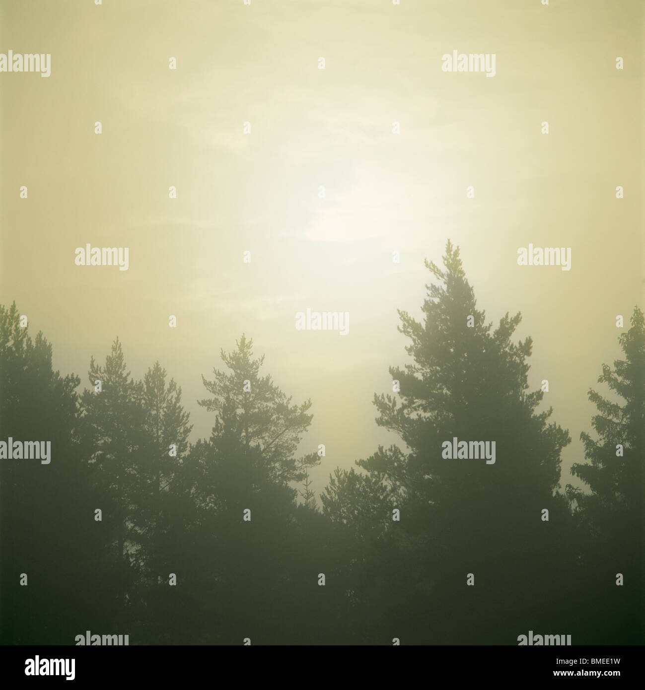 Silhouetted trees in morning mist hi-res stock photography and images ...