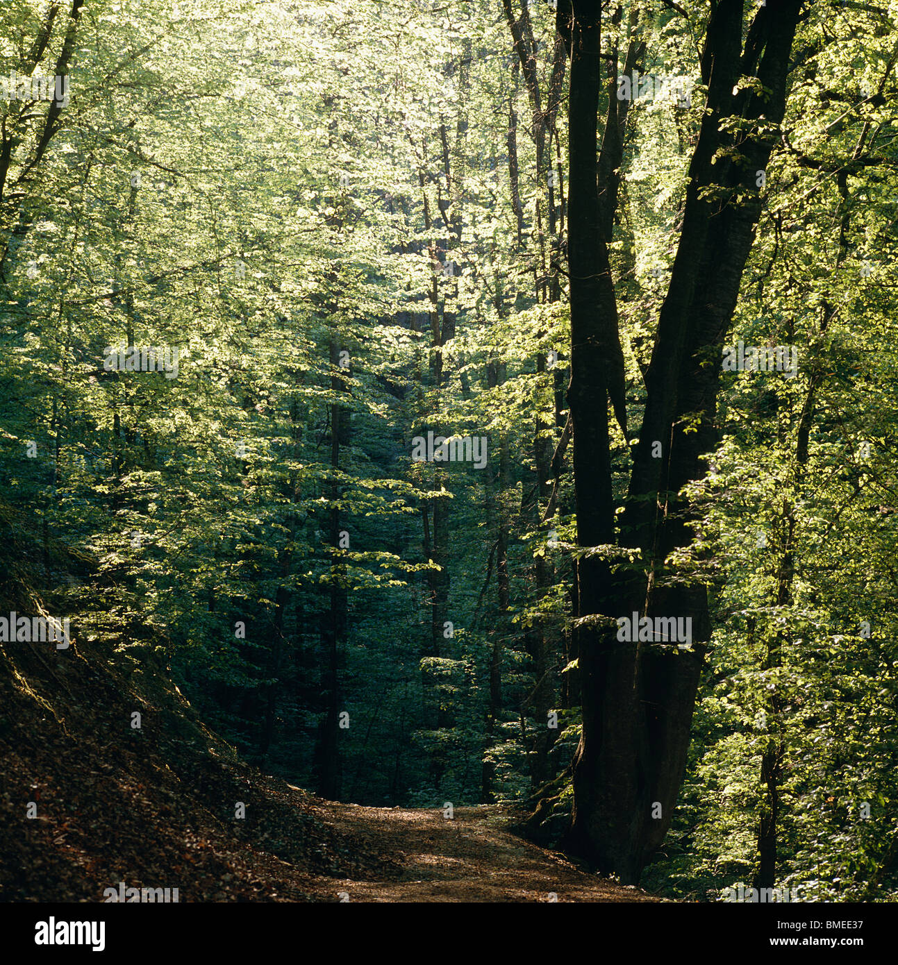 Track through forest Stock Photo - Alamy