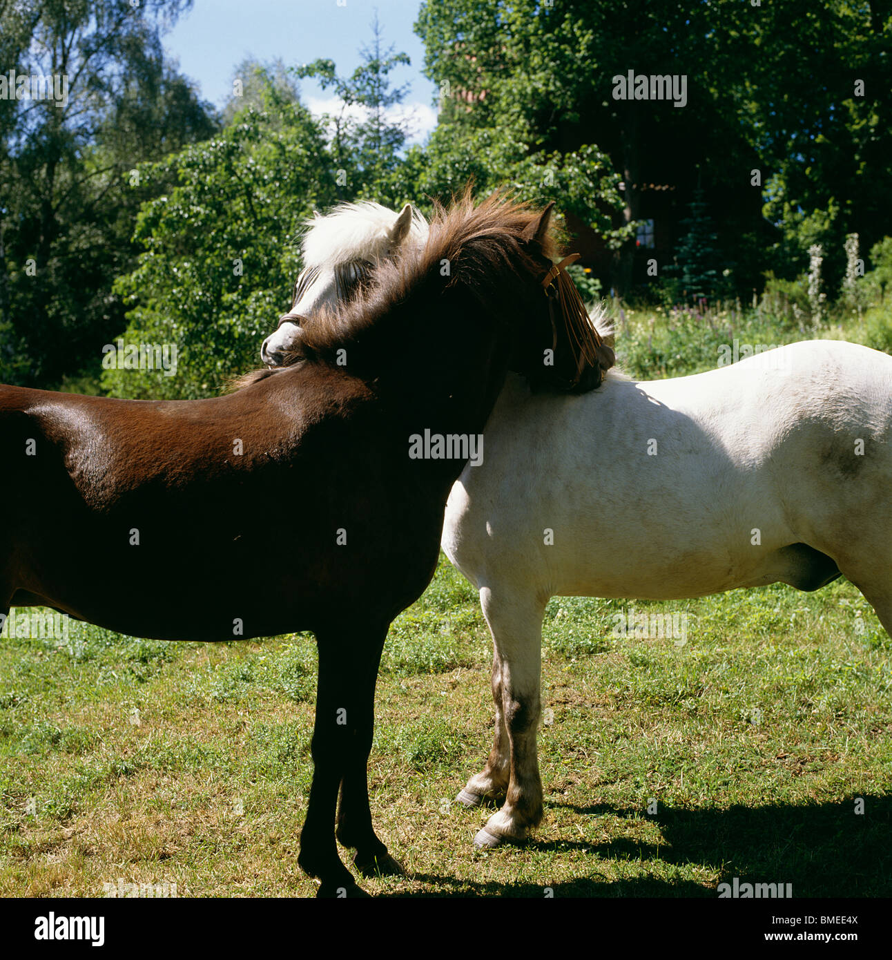 Two standing horses hi-res stock photography and images - Alamy