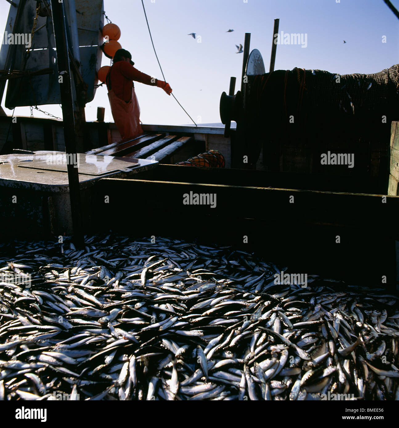 Fish on boat fisherman standing hi-res stock photography and images - Alamy