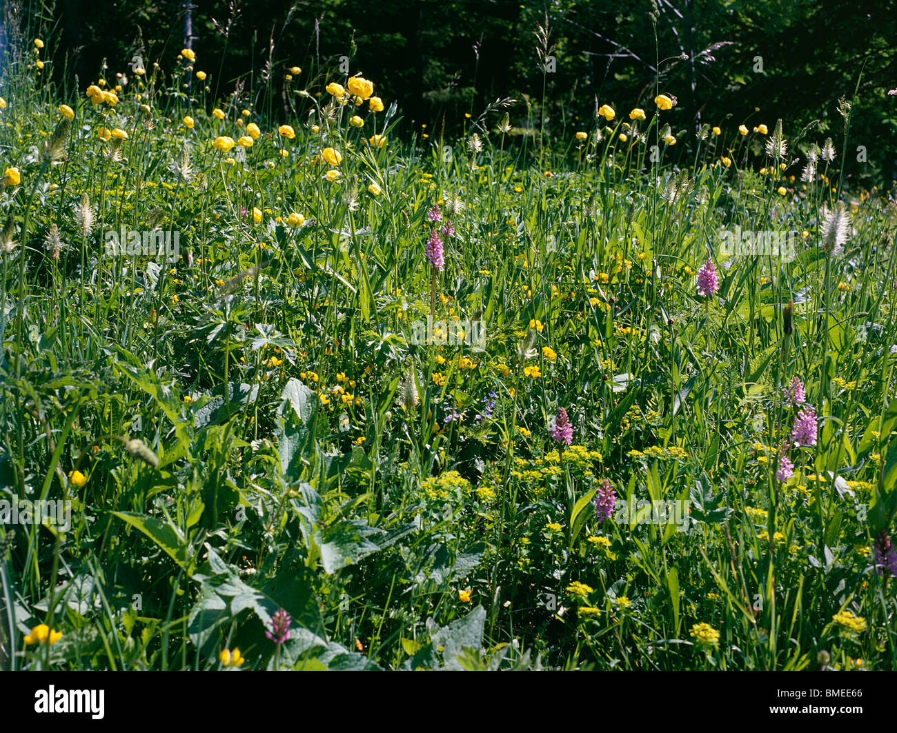 View of meadow Stock Photo - Alamy
