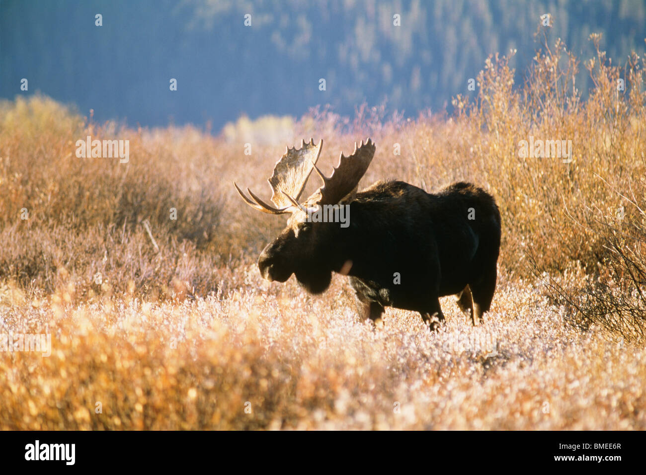 Elk standing in grass Stock Photo - Alamy