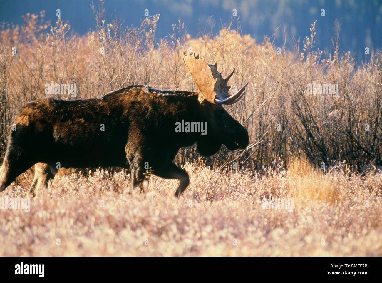 Elk standing in grass Stock Photo - Alamy