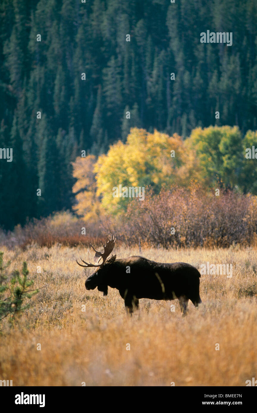 Elk on grassy landscape Stock Photo - Alamy