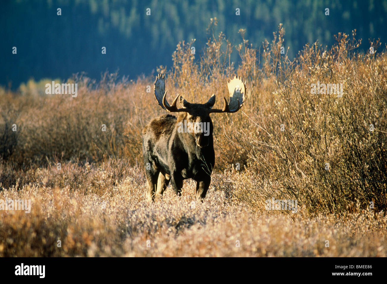 Elk on grassy landscape Stock Photo - Alamy