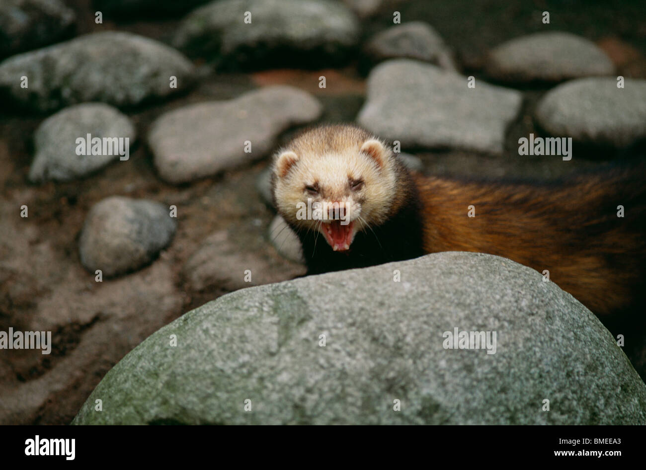 Polecat prey hi-res stock photography and images - Alamy