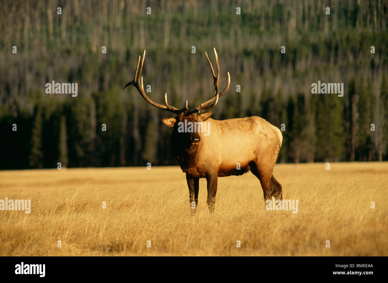 Elk standing in field Stock Photo - Alamy
