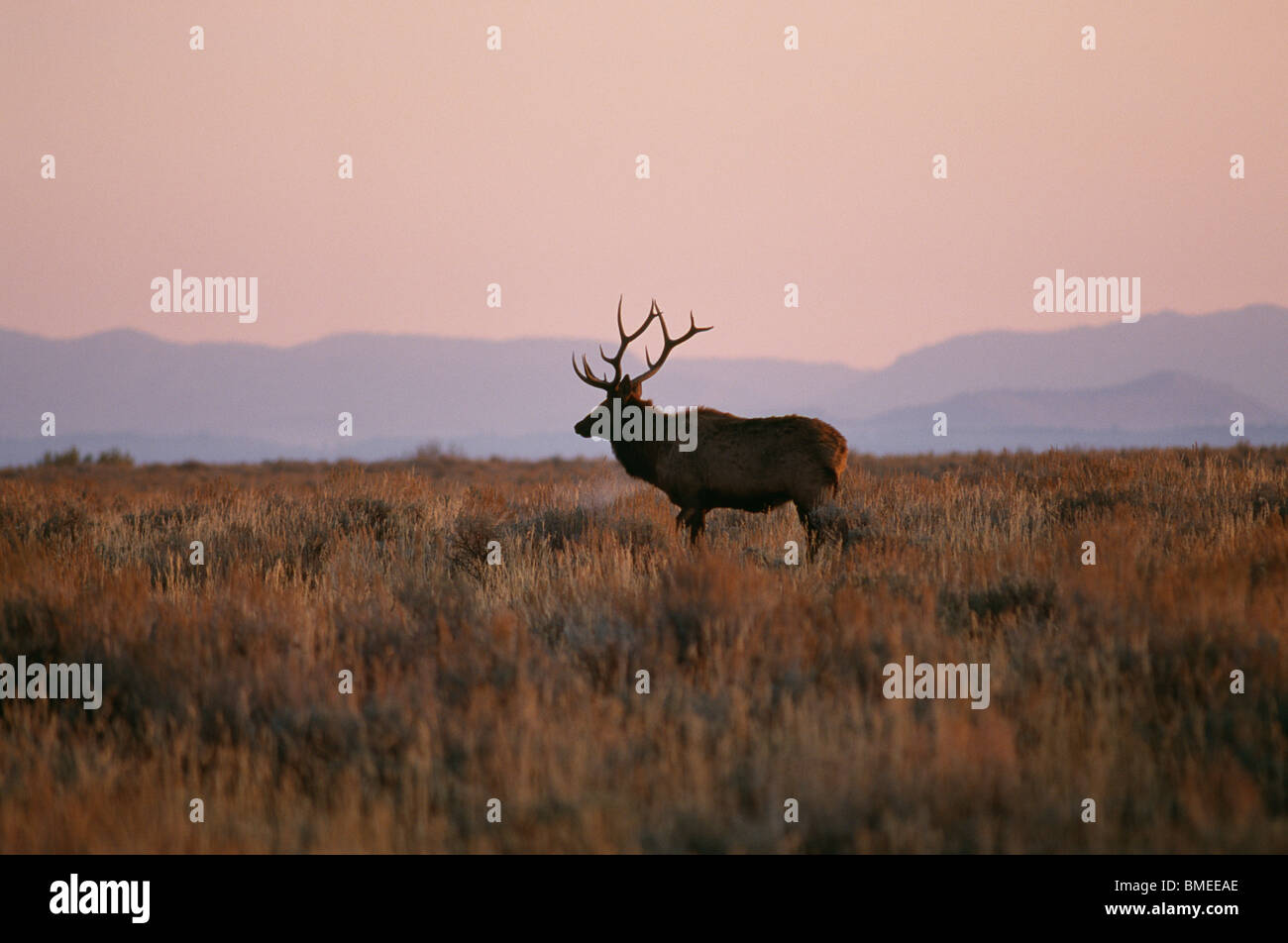 Elk standing in field Stock Photo - Alamy