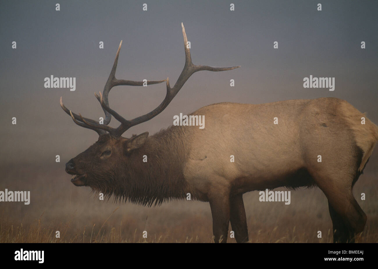 Elk standing, close-up Stock Photo - Alamy