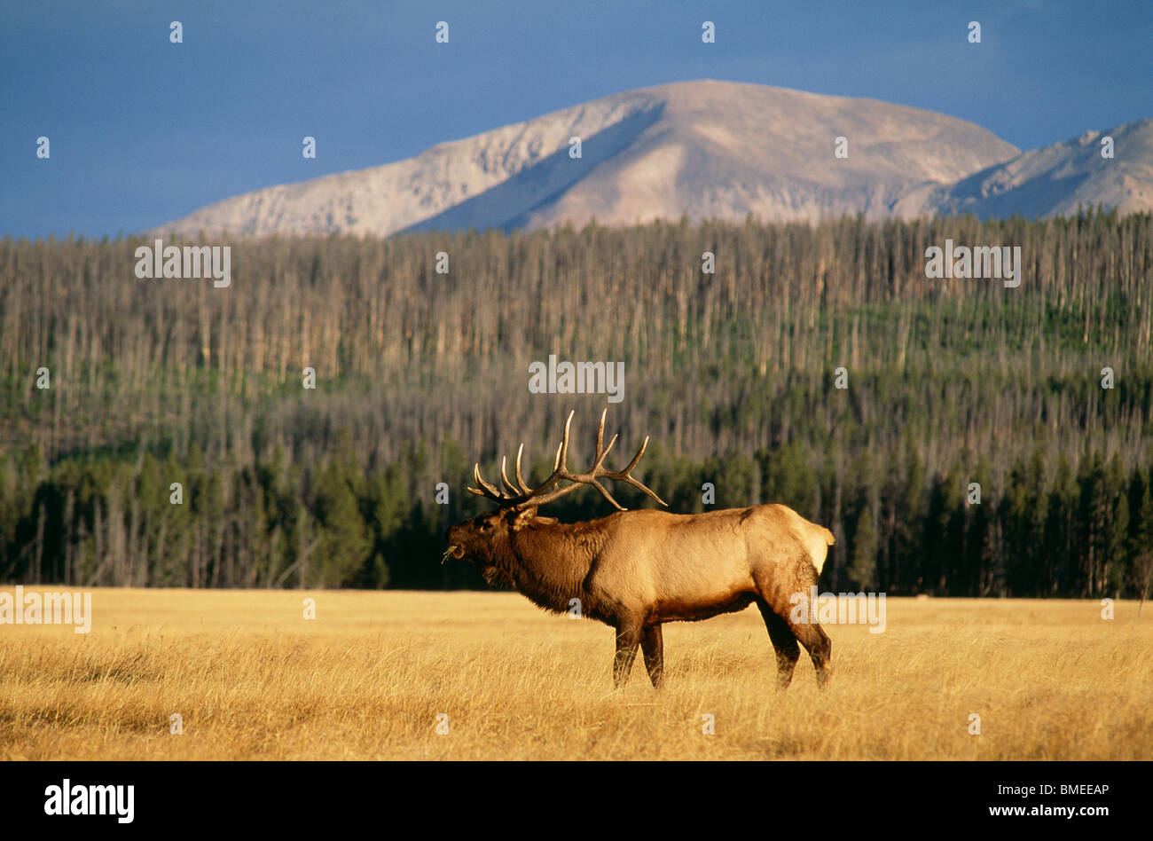 Elk Mountain Stock Photos & Elk Mountain Stock Images - Alamy