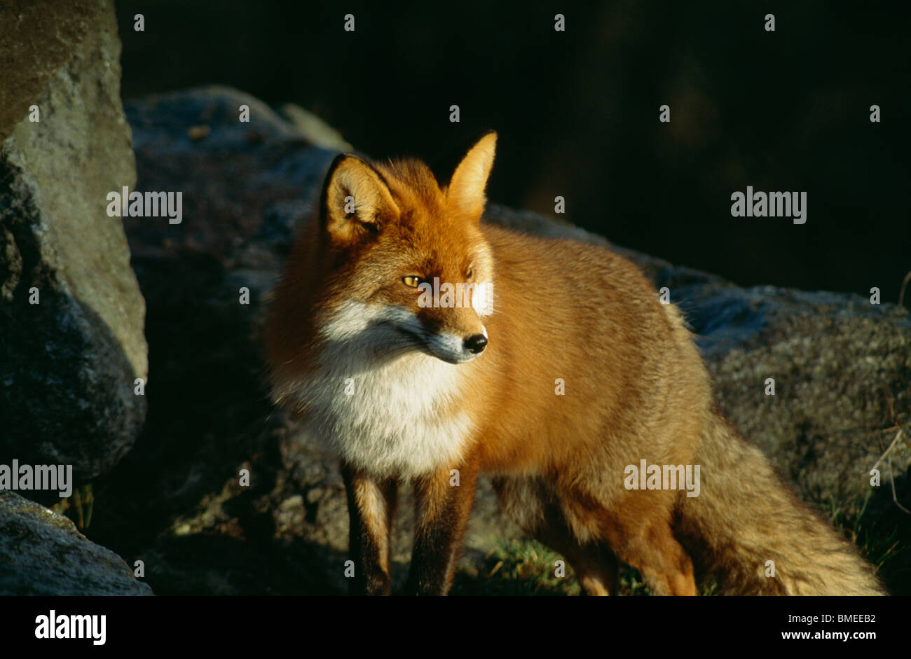 Fox standing hi-res stock photography and images - Alamy