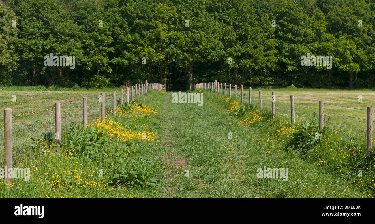 footpath through woodland between trees Stock Photo - Alamy