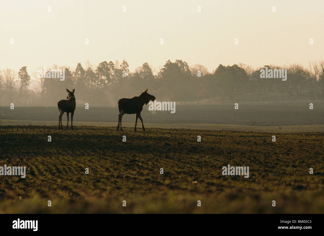 Two elks in field Stock Photo - Alamy