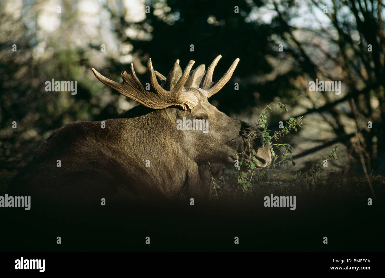 View of elk grazing, close-up Stock Photo - Alamy