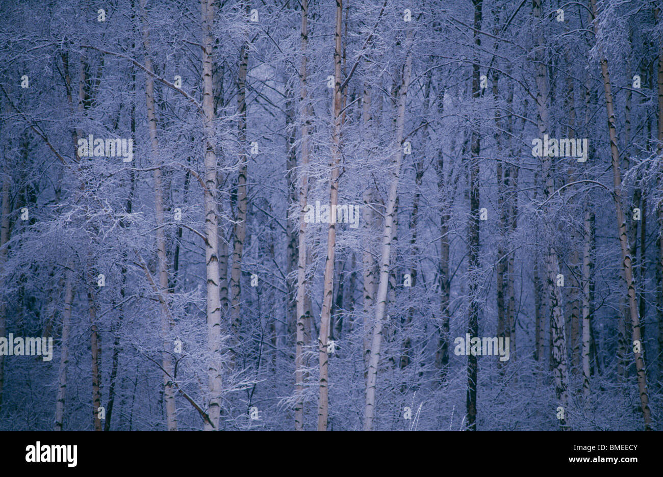 Deciduous forest winter hi-res stock photography and images - Alamy