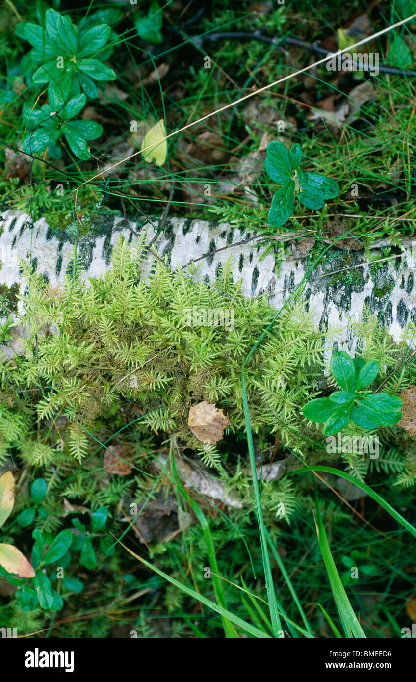 Swedish flora hi-res stock photography and images - Alamy