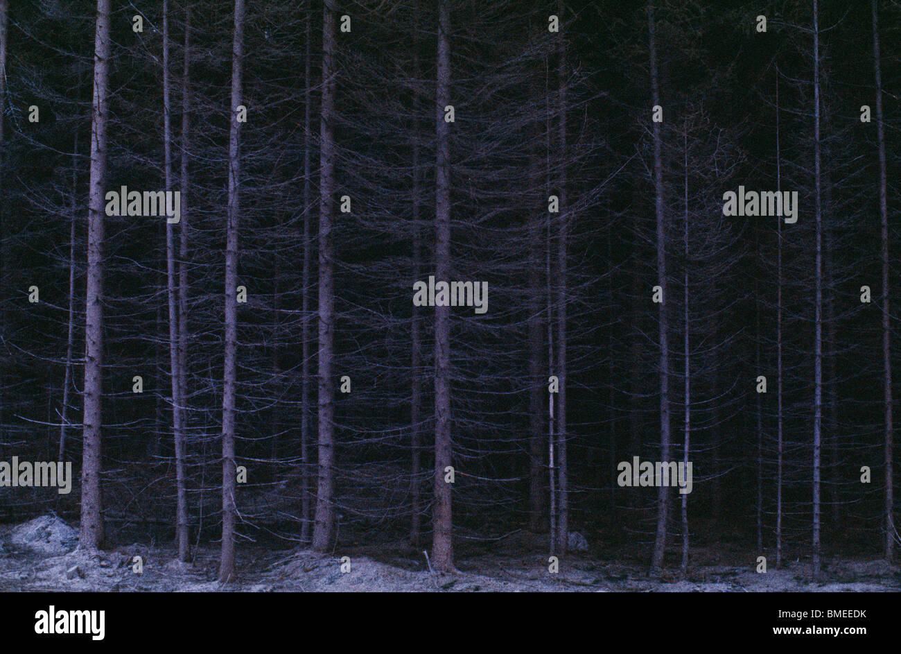 Night forest hi-res stock photography and images - Alamy
