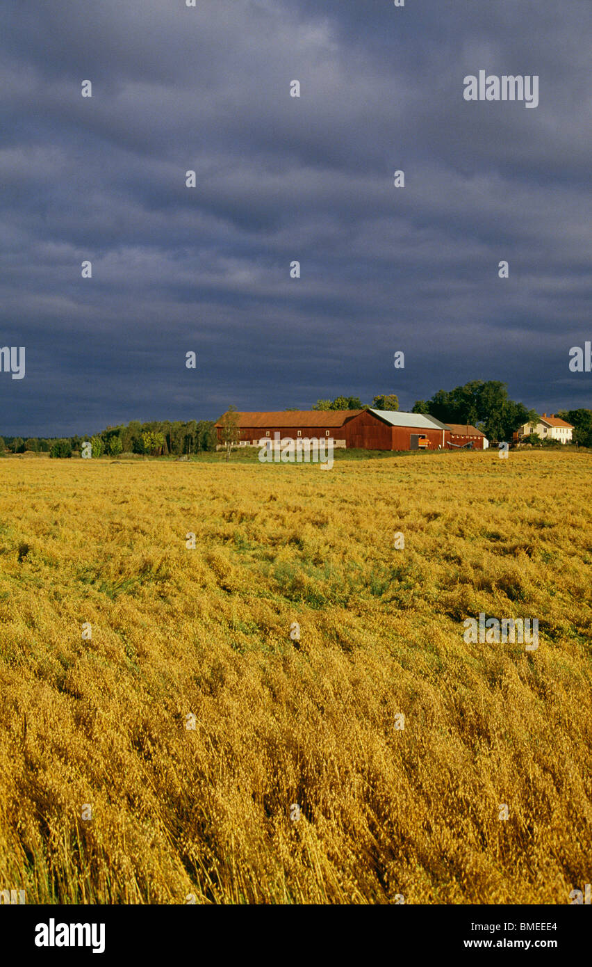 View of field with farmhouse in background Stock Photo - Alamy