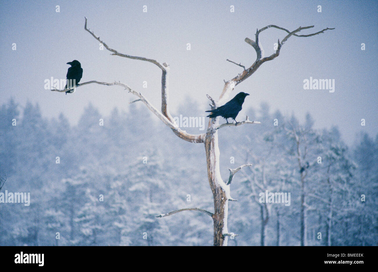 Two ravens perching on bare tree Stock Photo - Alamy