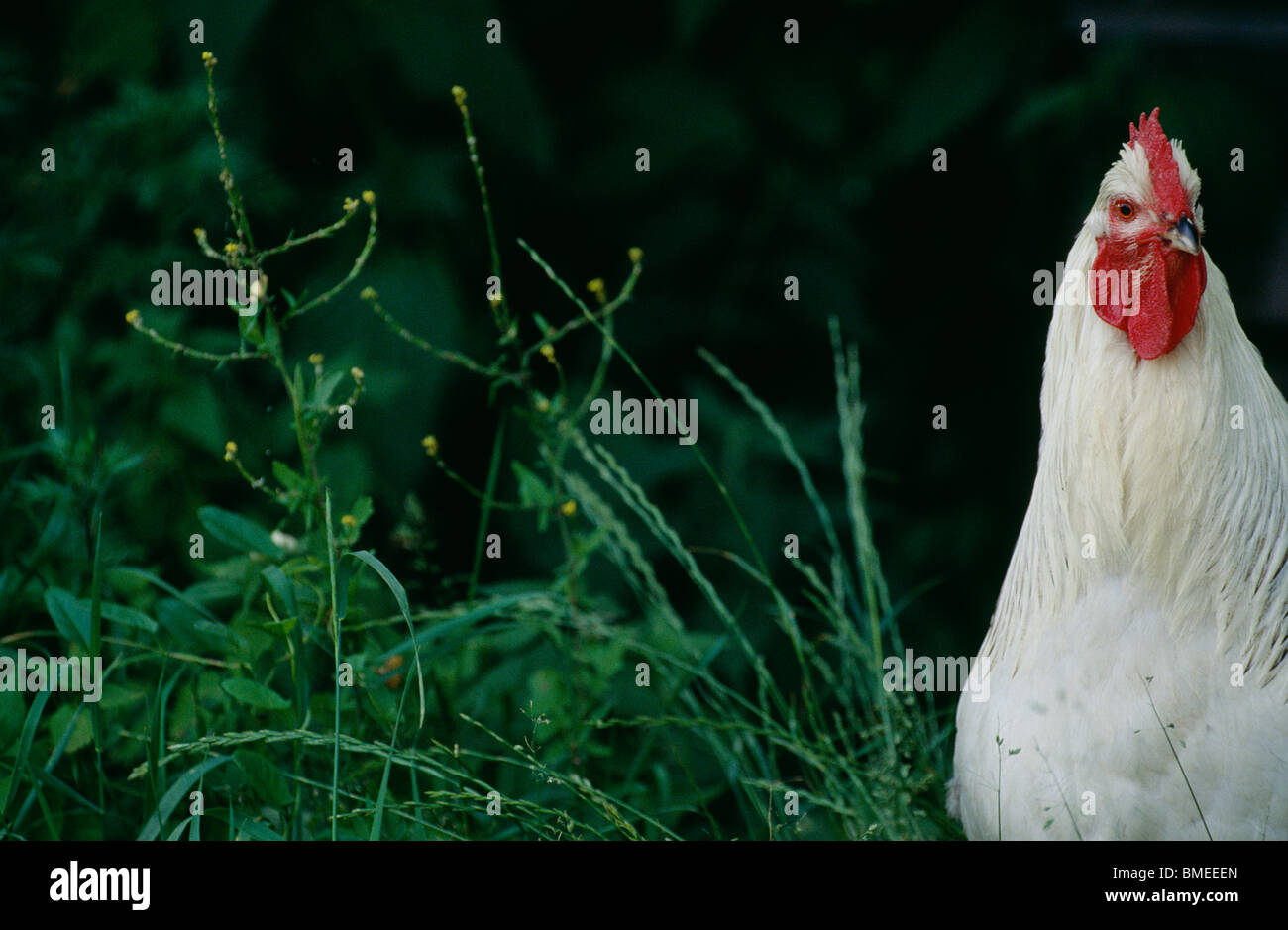 White roosters hi-res stock photography and images - Alamy