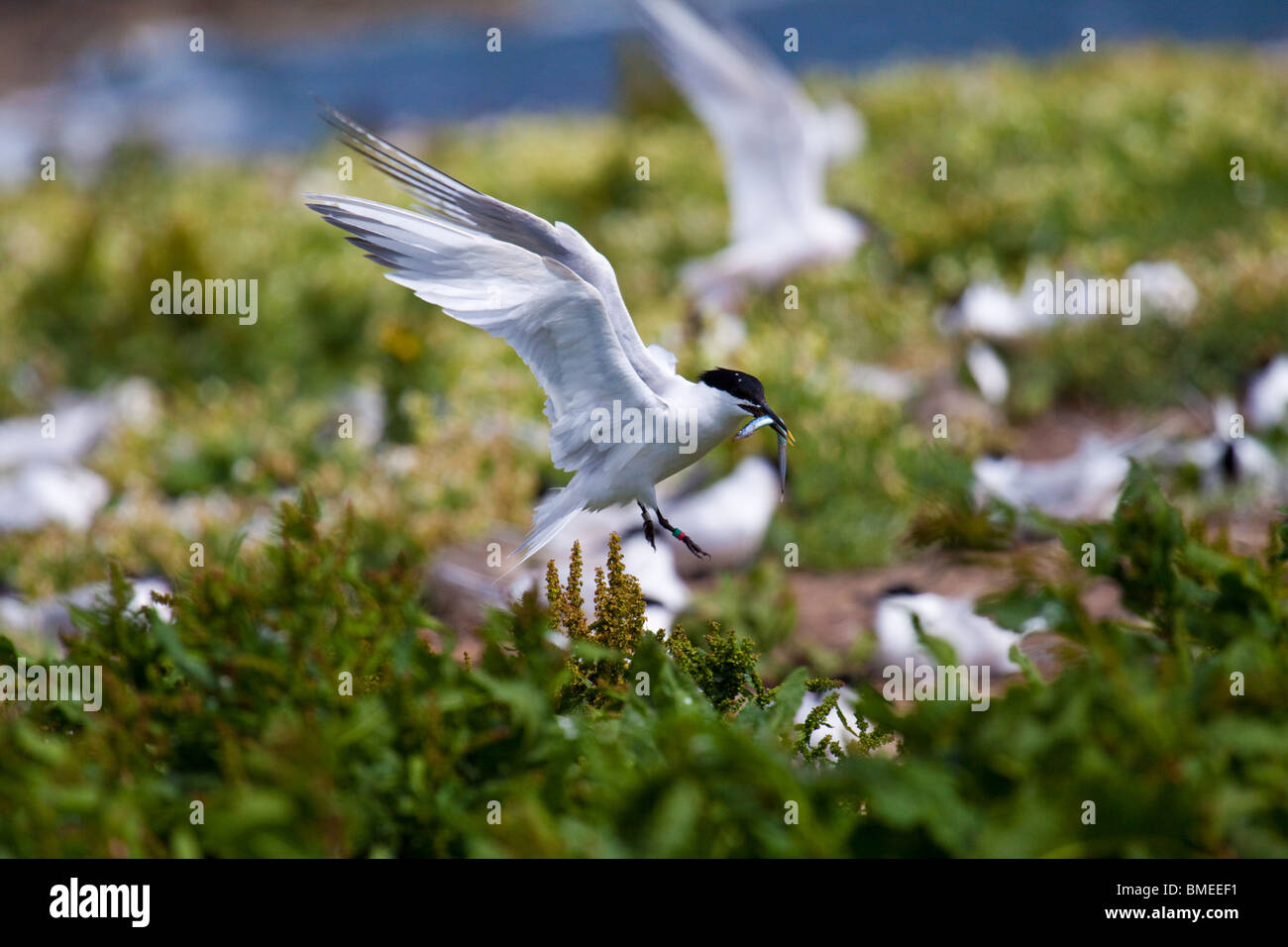 Tern nesting colony hi-res stock photography and images - Alamy