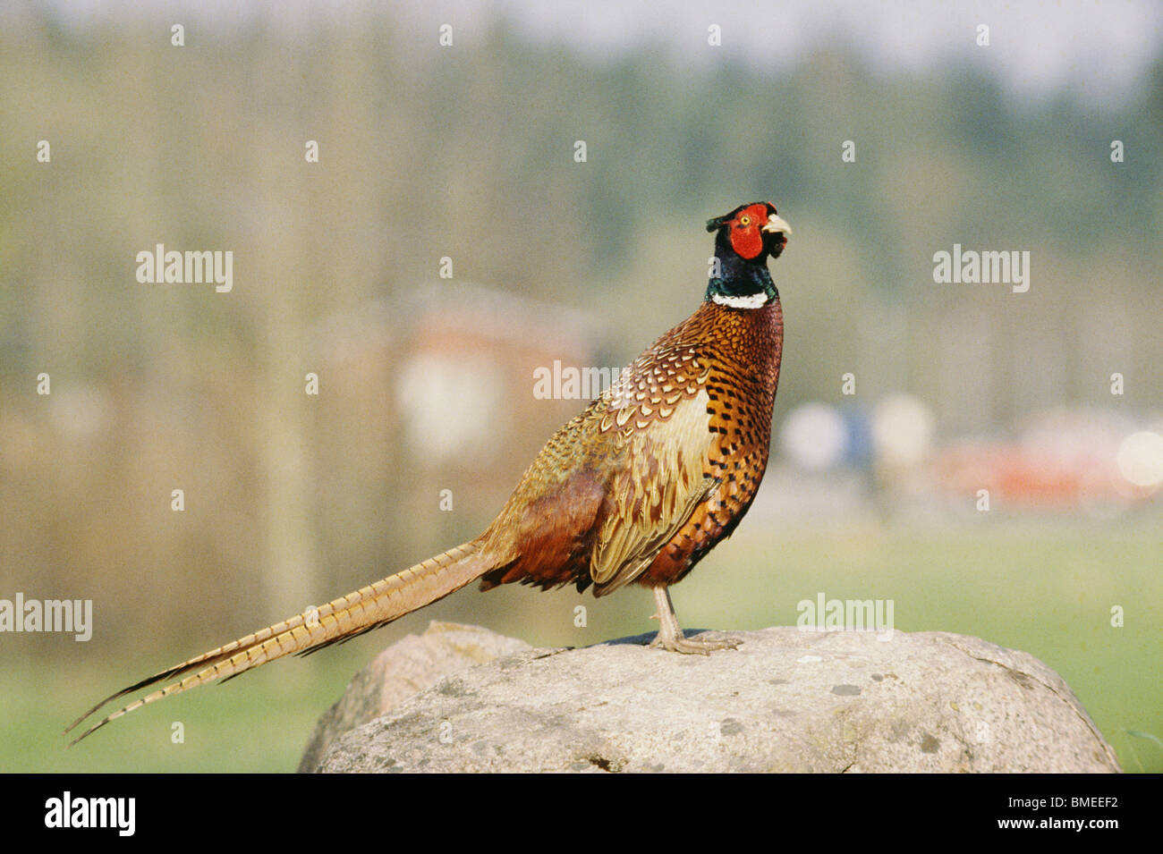 Pheasant standing on rock hi-res stock photography and images - Alamy