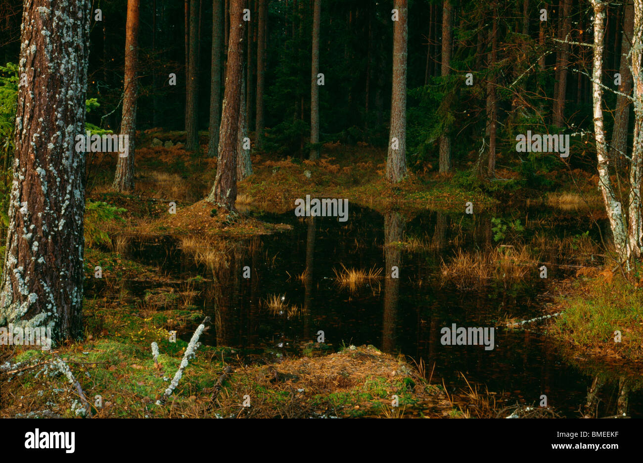 Scandinavian stream hi-res stock photography and images - Alamy