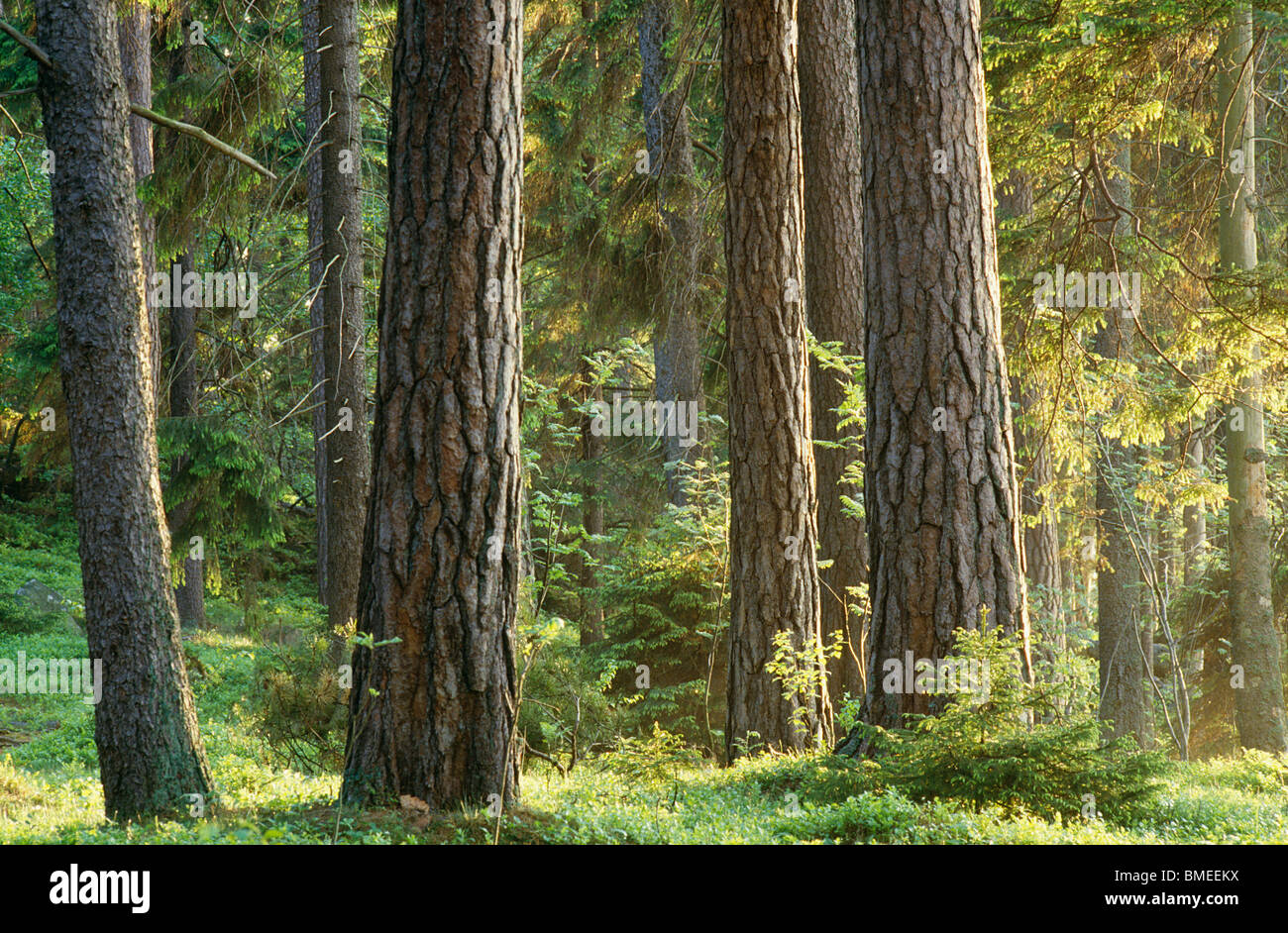 View of coniferous forest Stock Photo - Alamy
