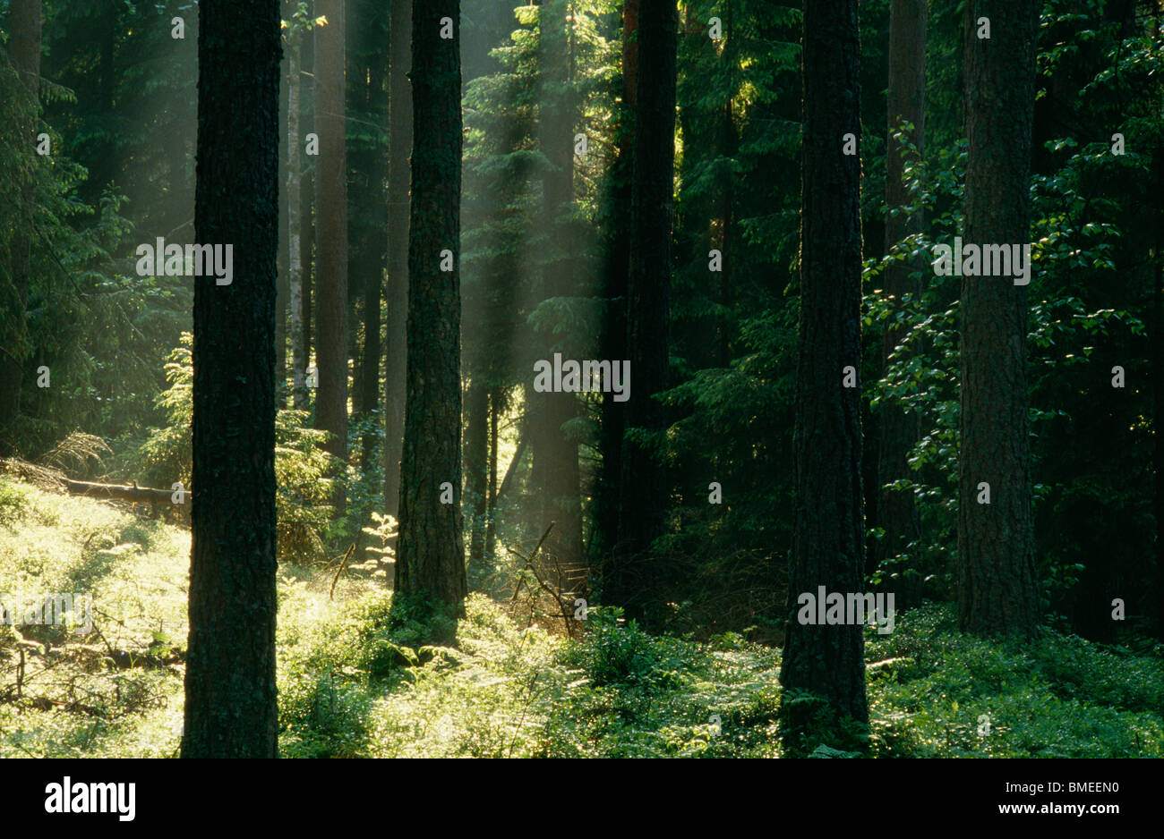 View of coniferous forest Stock Photo - Alamy