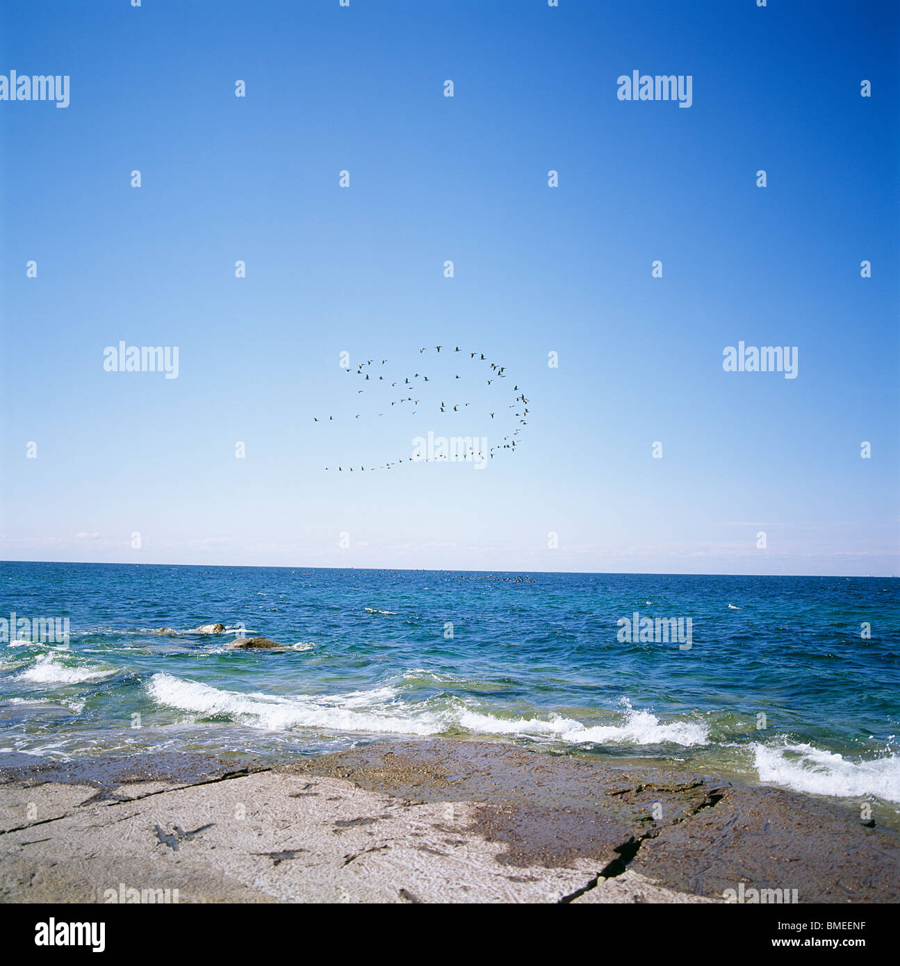 Flock of birds flying over sea Stock Photo - Alamy