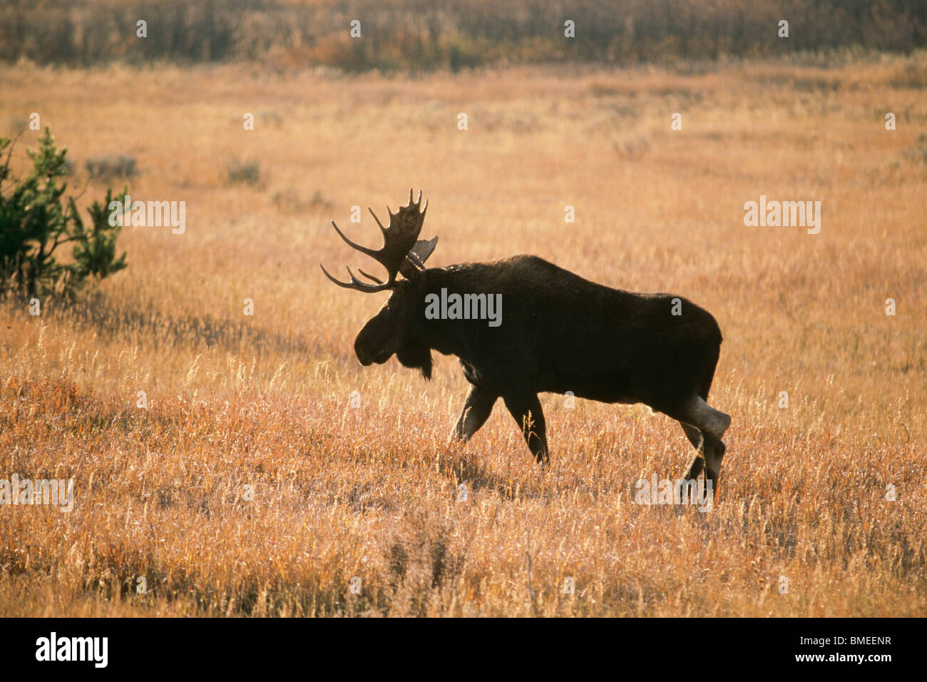 Elk animal and landscape scenery hi-res stock photography and images ...