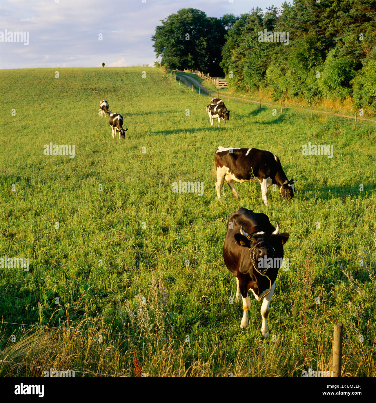 Domestic cattle grazing in meadow Stock Photo - Alamy