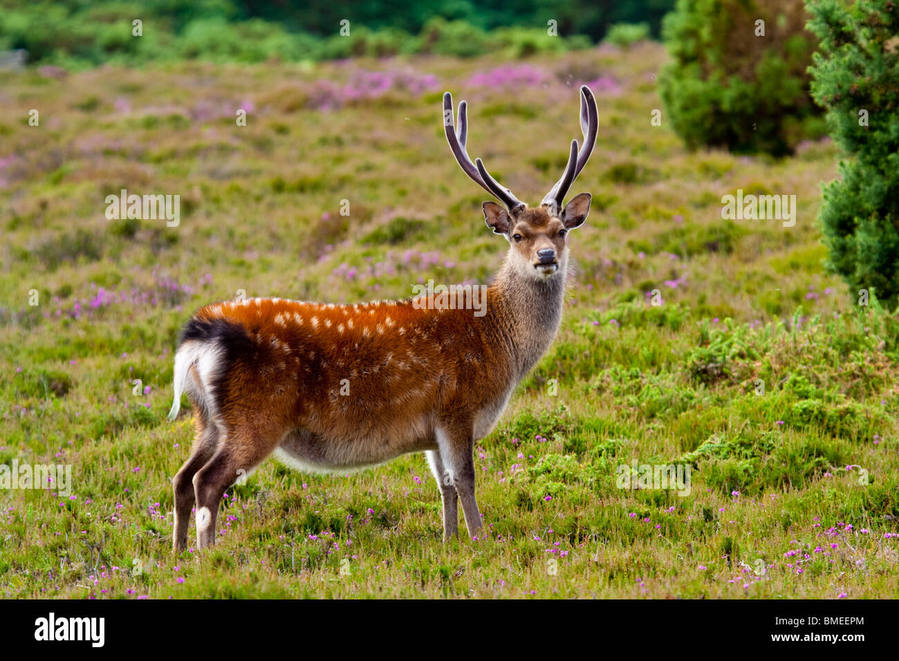 Sika stag hi-res stock photography and images - Alamy