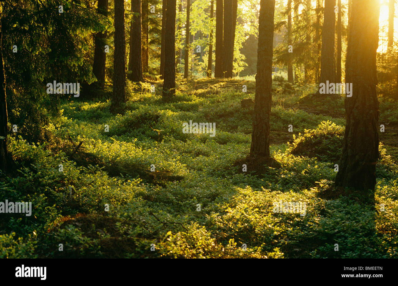 Sunlight falling through coniferous trees Stock Photo - Alamy