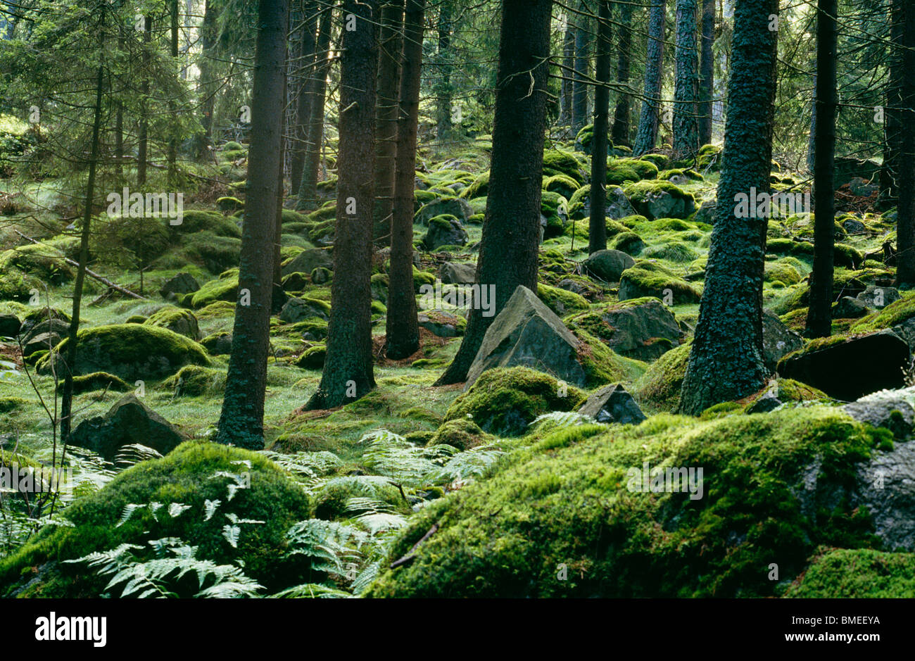 Moss Rocks Trees High Resolution Stock Photography and Images - Alamy