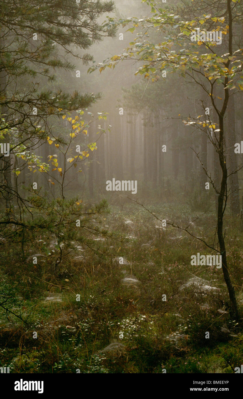 Foggy forest hi-res stock photography and images - Alamy