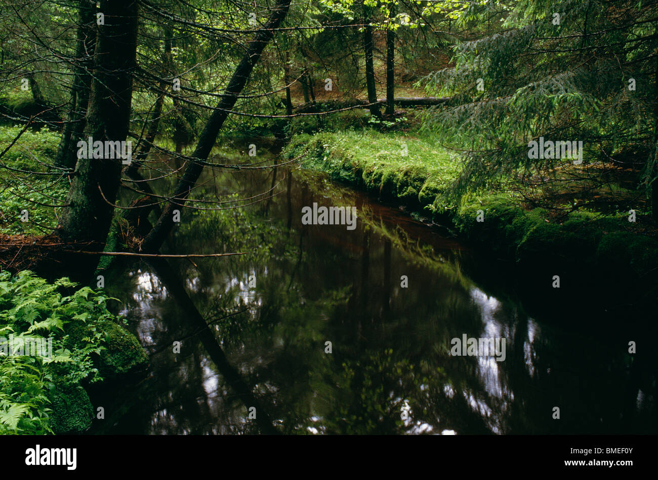Light streaming through woodland hi-res stock photography and images ...