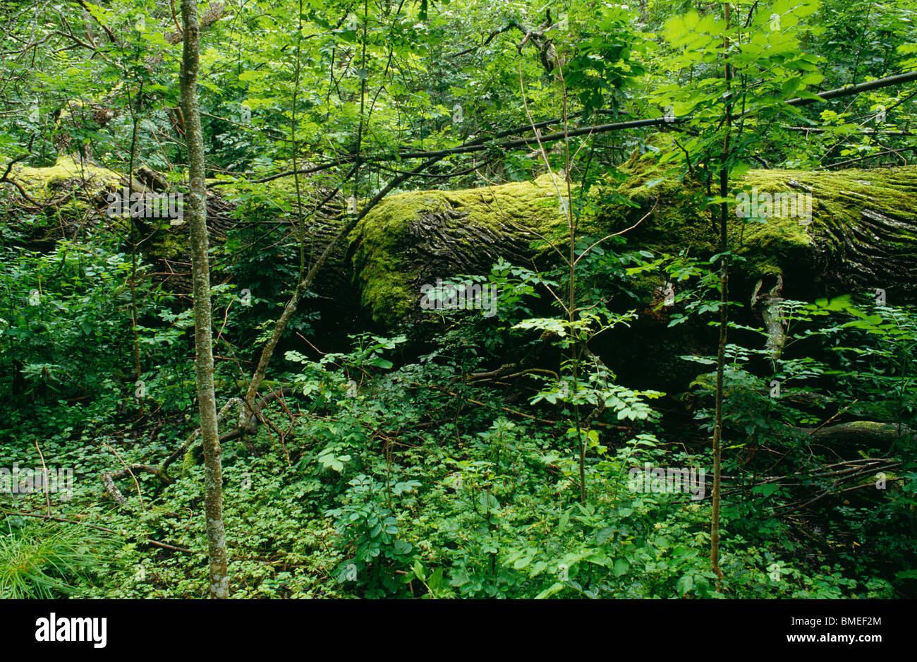 Deciduous forests hi-res stock photography and images - Alamy