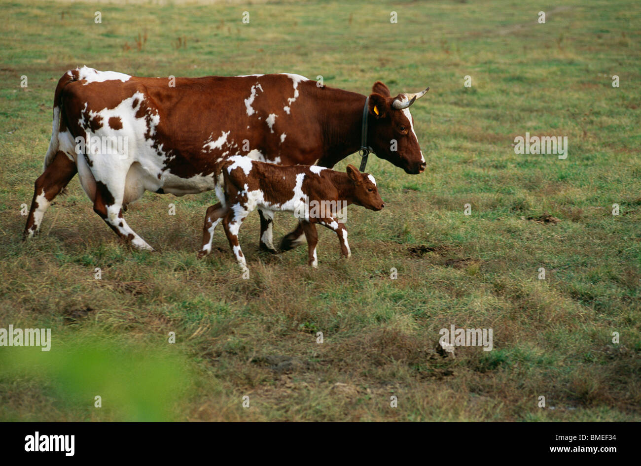 Cow walking with its calf in field Stock Photo - Alamy