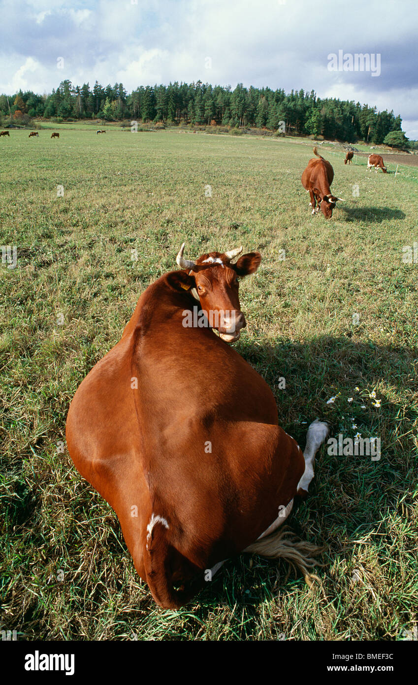 Sitting Cows High Resolution Stock Photography and Images - Alamy
