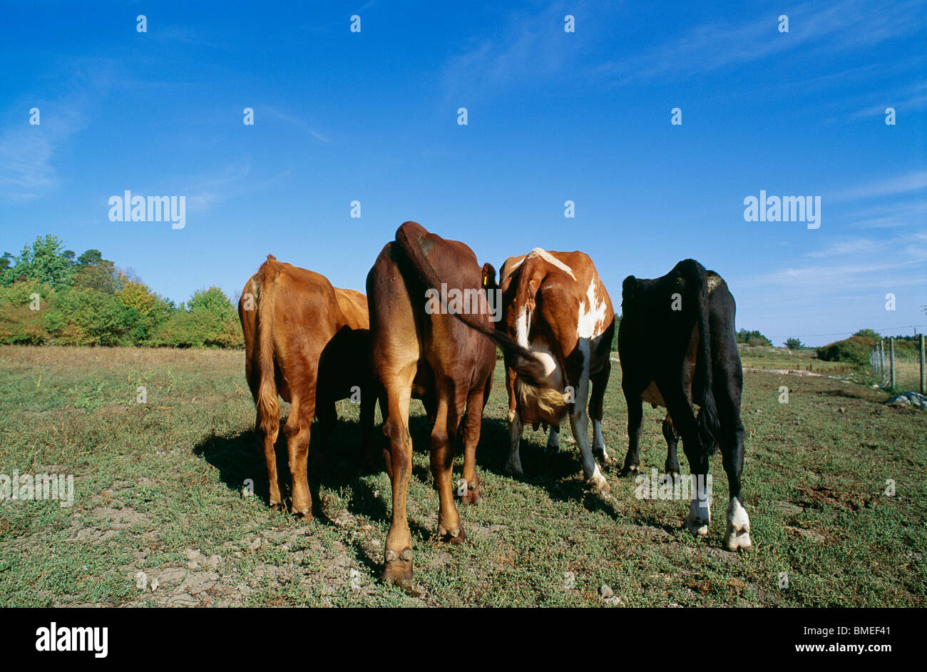 View of domestic cattle grazing in field Stock Photo - Alamy