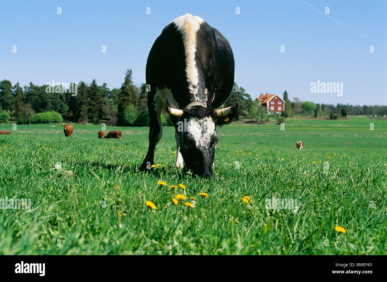 Cow grazing in field Stock Photo - Alamy