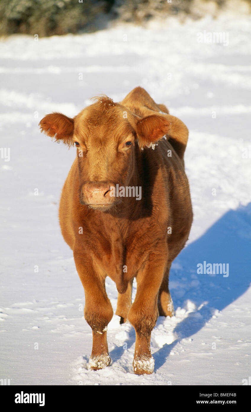 Cow in snow hi-res stock photography and images - Alamy