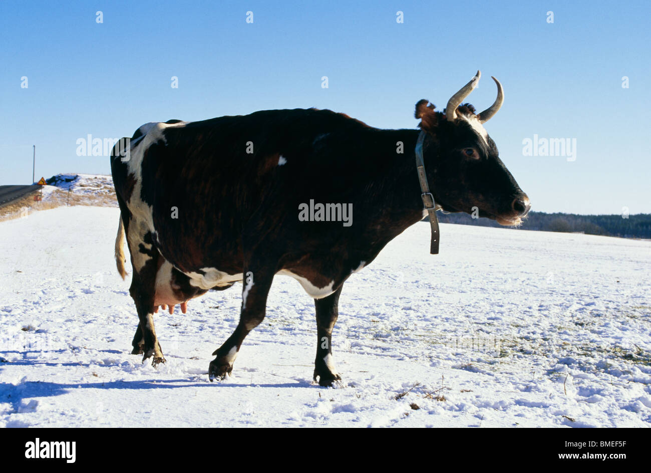 Snow covered cow hi-res stock photography and images - Alamy
