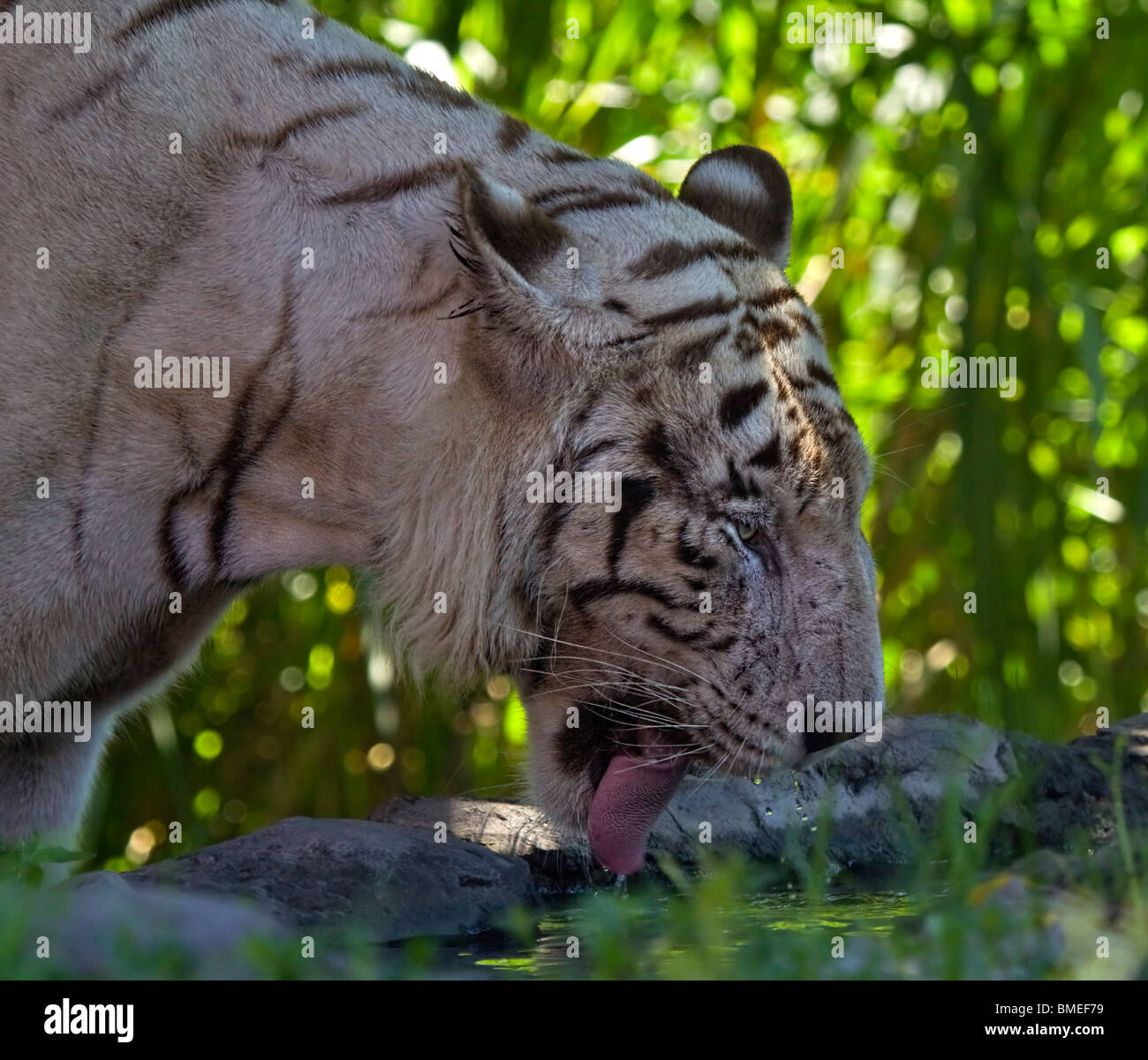 Tiger drinking water hi-res stock photography and images - Alamy