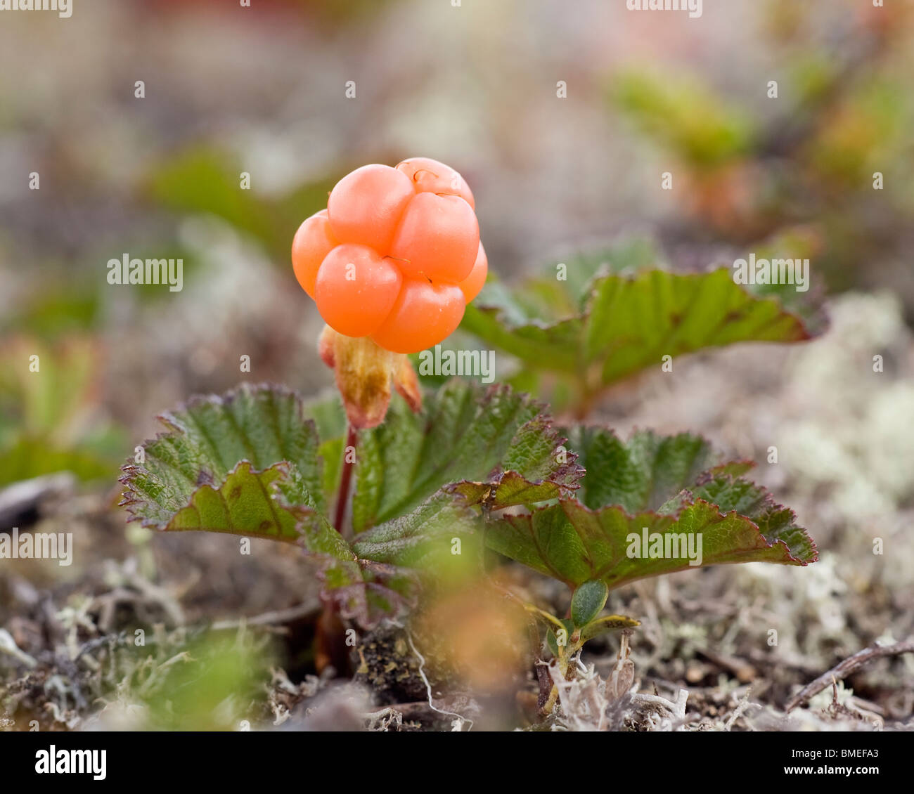 Berry fruit hi-res stock photography and images - Alamy