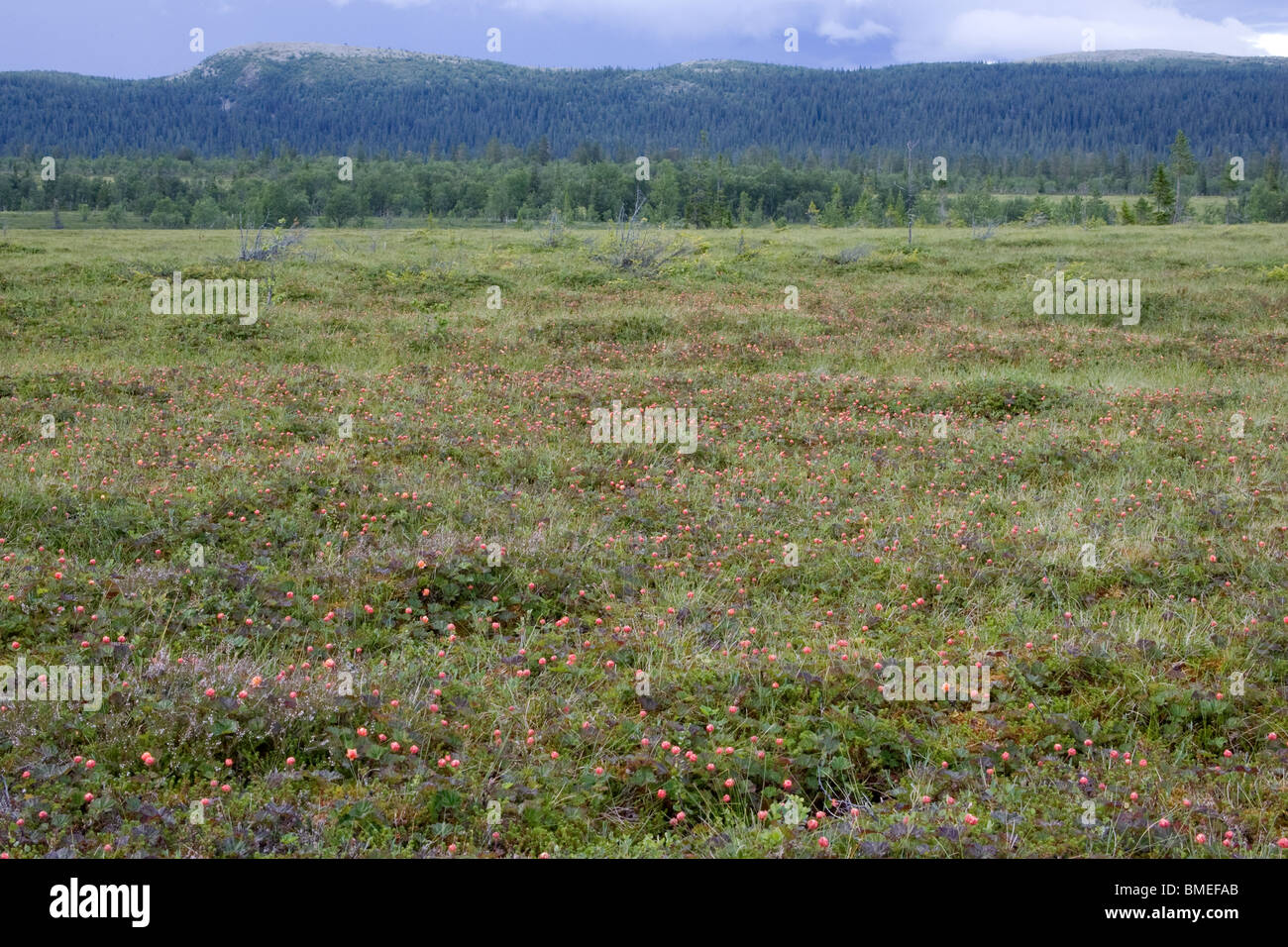 Scandinavia, Sweden, Harjedalen, Field of berry fruits Stock Photo - Alamy