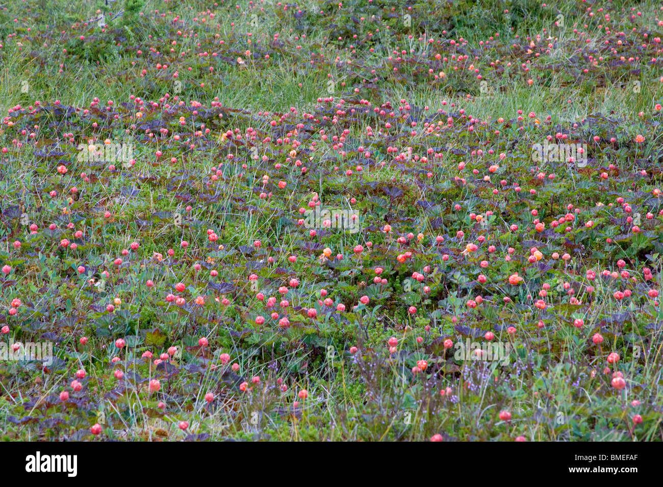 Scandinavia, Sweden, Harjedalen, Field of berry fruits Stock Photo - Alamy