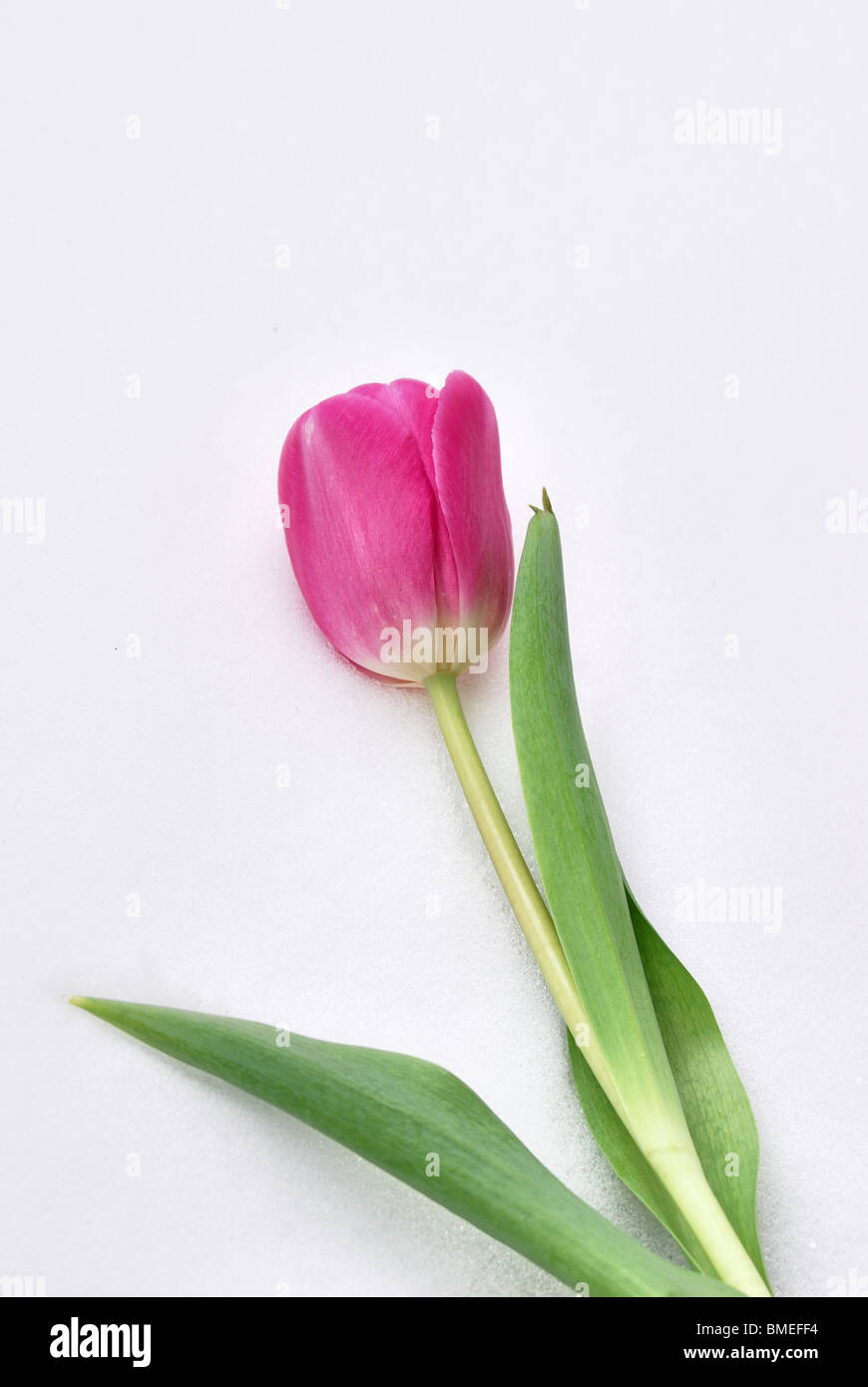 Scandinavia, Sweden, Vastergotland, Tulip flower against white ...