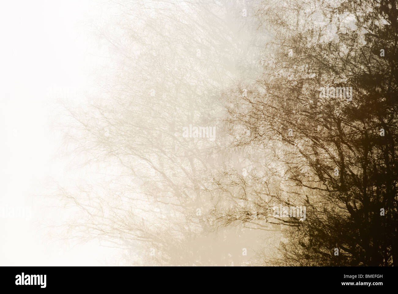 View of tree in fog Stock Photo - Alamy